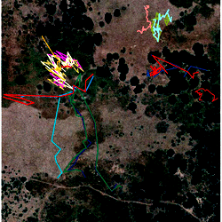 Examples of animal paths.