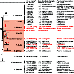 Phylogenetic tree of the Saccharomycetaceae, with published HGT cases.