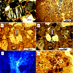 Photomicrographs from soil thin sections.