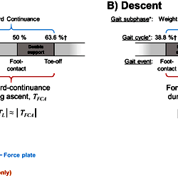 Gait phases during stair negotiation.