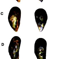 Examples of shells at varying stages of endolith infestation.