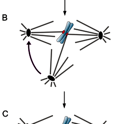 Schematic representation of the mechanism by which multipolarity can ...