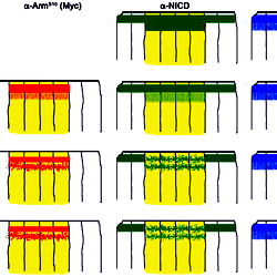 Schematic summary of the reciprocal effects of Notch and Arm on their ...