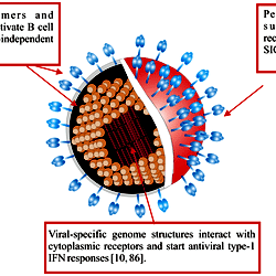 Viral patterns that activate the immune system.