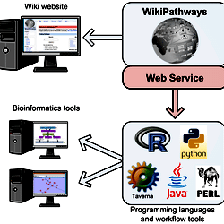 WikiPathways can be accessed by end-users from the wiki-style website.