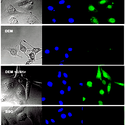 The GSH distribution after its depletion with DEM and BSO.