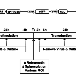Lentiviral vector and transduction procedures.