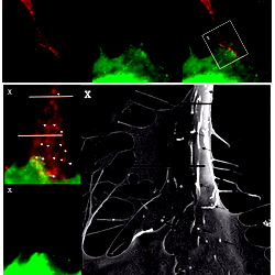 Fluorescent punctae correlate to single viral particles.