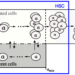 Modeling concept of a self-organized HSC population.