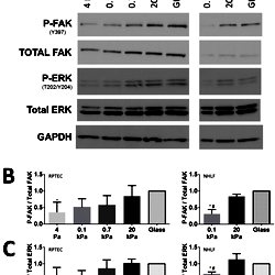 Increasing substrate stiffness promotes early FAK autophosphorylation ...
