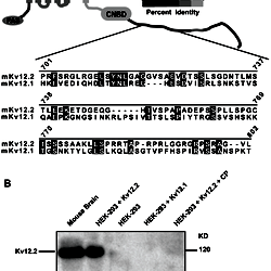 Characterization of the Kv12.2 channel antibody.