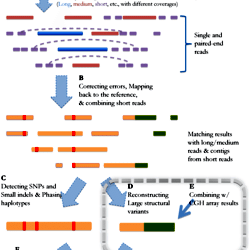 Schematic strategy of genome sequencing/assembly.
