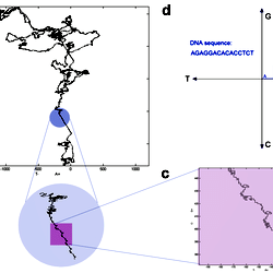 Illustration of the 2D DNA walk method.