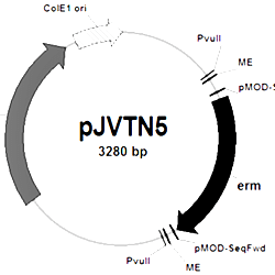 Modification of the EZ-Tn5-encoding vector for random mutagenesis in C ...