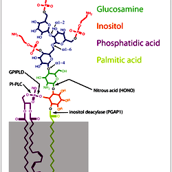Diagram of a gpi anchor.