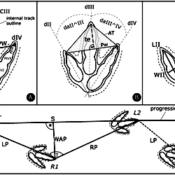 Methodology of track and trackway labeling and parameter measurements.