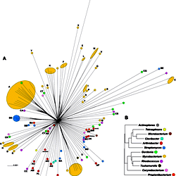 Comparison of phage shared gene content and host phylogeny.