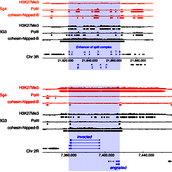 Enhancer of split and invected-engrailed gene complexes.