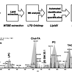 The workflow for top-down shogun lipidomic screens.