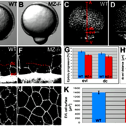 EpCAM is required for EVL and deep cell layer epiboly.