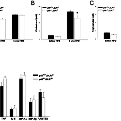 General characterization of AngII infused mice.