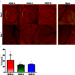 VEGF-C and VEGF-D release from alginate hydrogels stimulates new ...