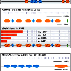 Rare exonic deletions (eDels) in NRXN1 and novel candidate genes alter ...