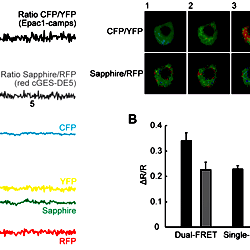 Simultaneous imaging of cAMP and cGMP using dual FRET sensors.