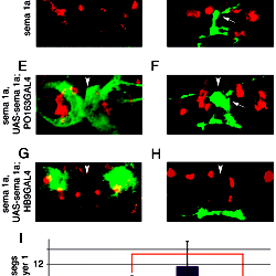 sema 1a is required non-cell autonomously in dorsal neuropile for the ...