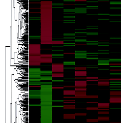 Dendrogram heat map of differential protein levels.