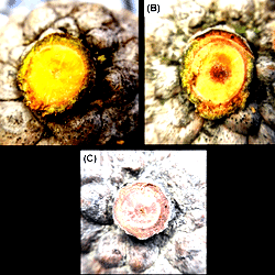 Maintenance costs of serotiny in a variably serotinous pine: The role ...