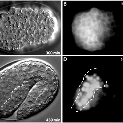 SUP-35::GFP expression.