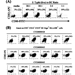 Modulation of cell surface expression of CD80 and CD83 molecules during ...