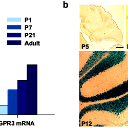 Item - GPR3 expression during postnatal rat and mouse cerebellar ...