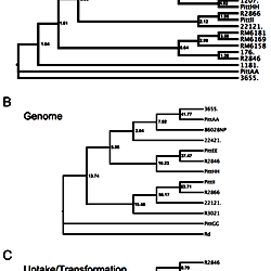 BUCKy trees for each of the three datasets.