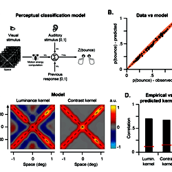 Perceptual classification model.