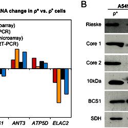 Validation of microarray data.
