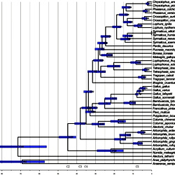 Species tree with estimated divergence time.
