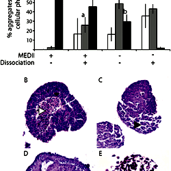 Cell dissociation and MEDII both impact on lineage choice during EPL ...