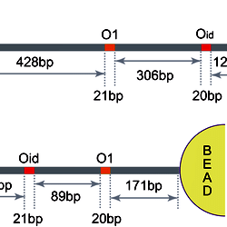 Examples of the tether constructs used.