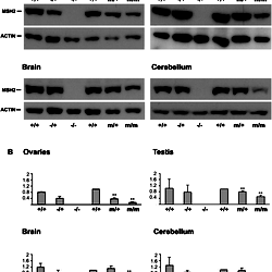 MSH2 protein levels in 3 to 4-month-old mice carrying different Msh2 ...