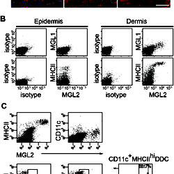 Expression of MGL1 and MGL2 in a DDC subset in skins of naive mice.