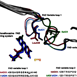 The FAD site of hAOX1.