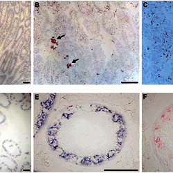 Examples of stained tissues.