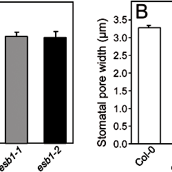 Stomatal index and stomatal aperture of five week old wild-type Col-0 ...