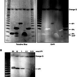 Separation and detection of inositol polyphosphates via PAGE.