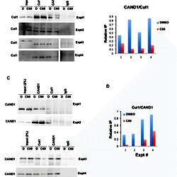 Small molecule perturbation of the CAND1-Cullin1-ubiquitin cycle ...