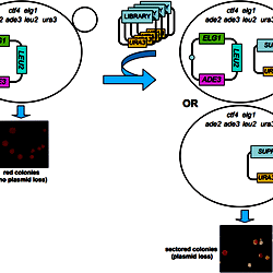 Schematic explanation of the genetic screen carried out.