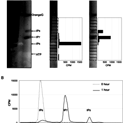 PAGE and SAX-HPLC analyses of IP6-Kinase reaction products.