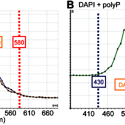 Emission spectra of DAPI-DNA and DAPI-polyP.